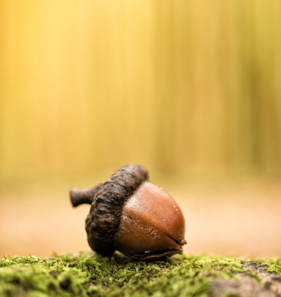 Mighty Acorn Games – Connect Through Play